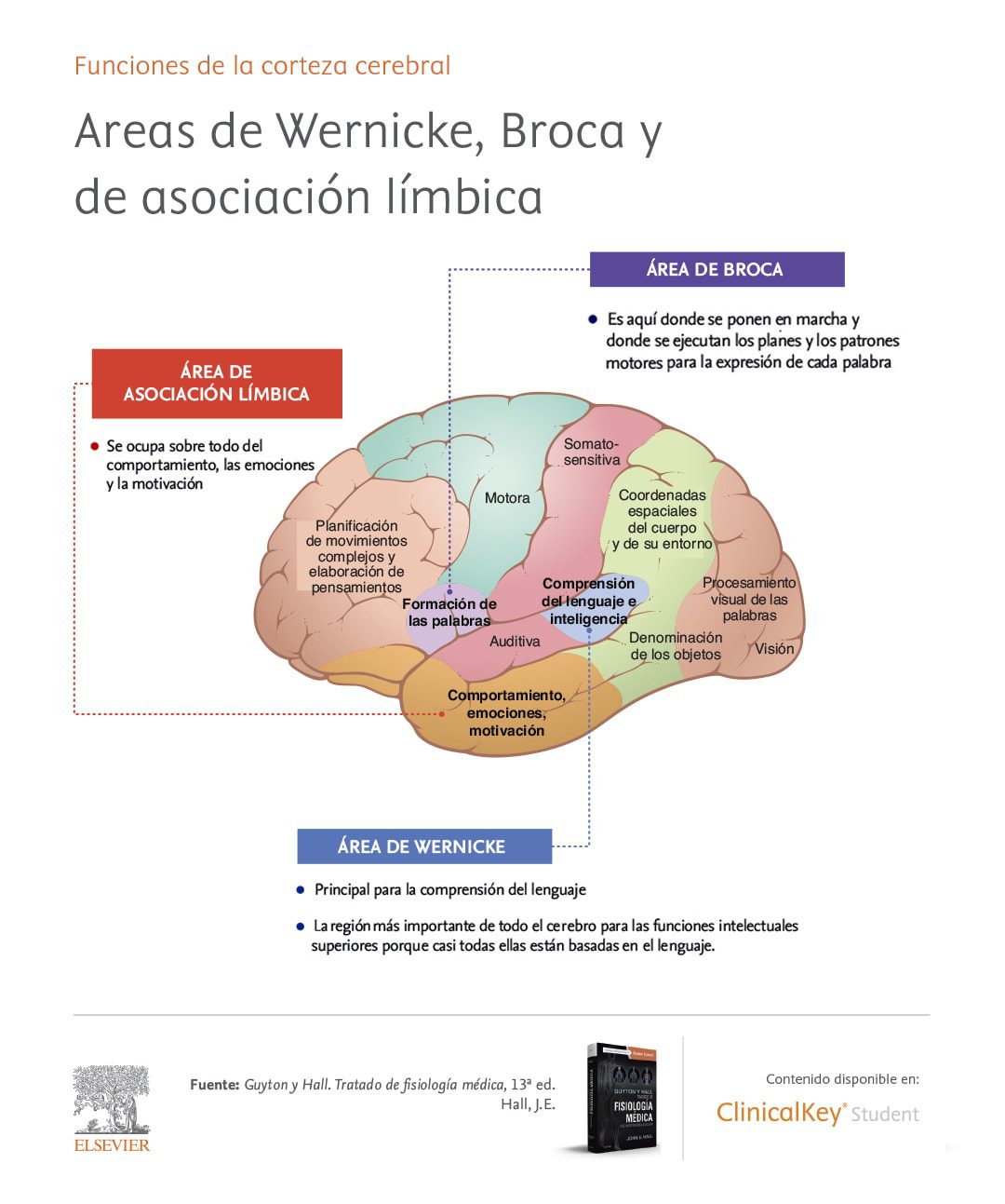 Cómo funciona el área del cerebro de Wernicke
