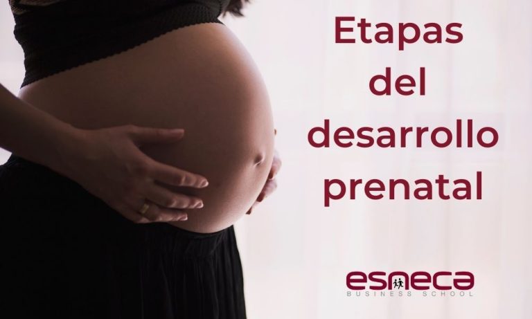 Etapas del desarrollo prenatal