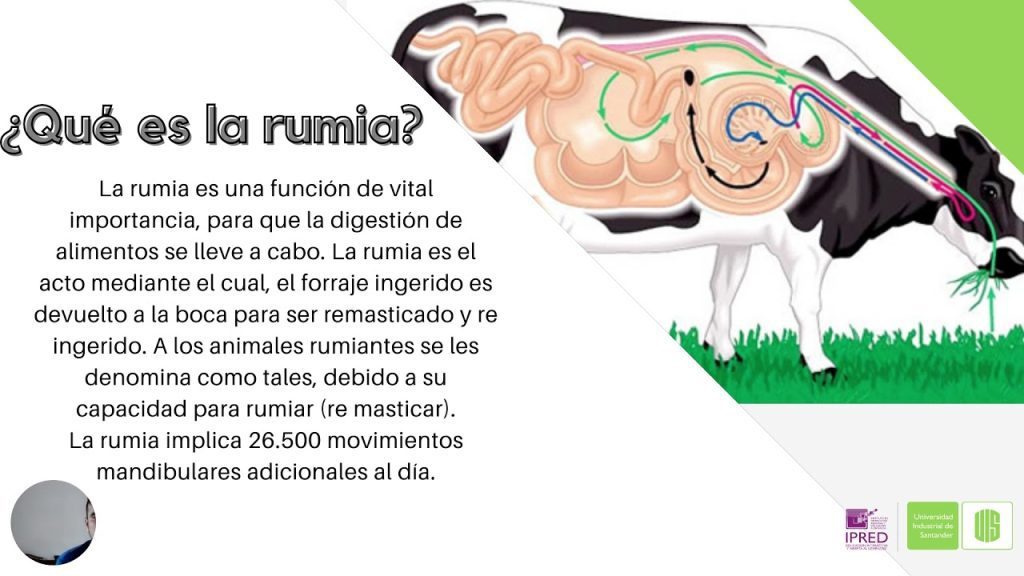 ¿Qué es la rumia?
