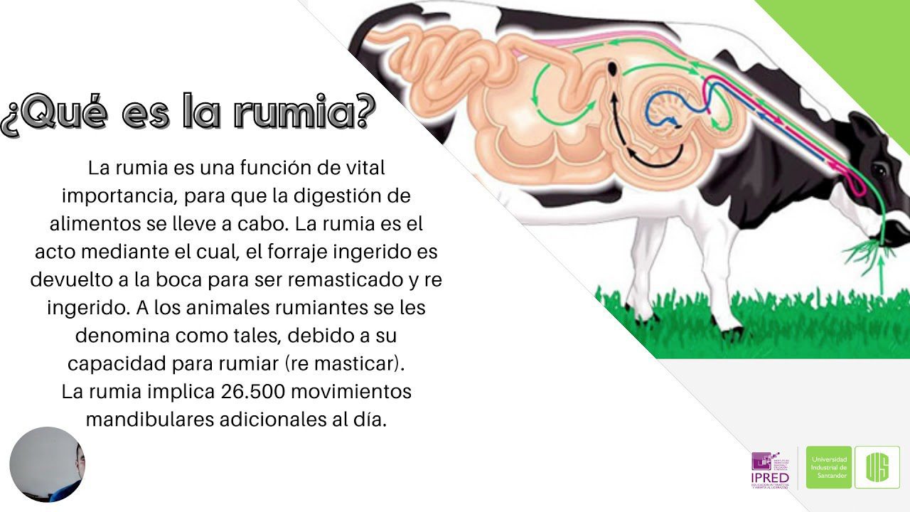 ¿Qué es la rumia?